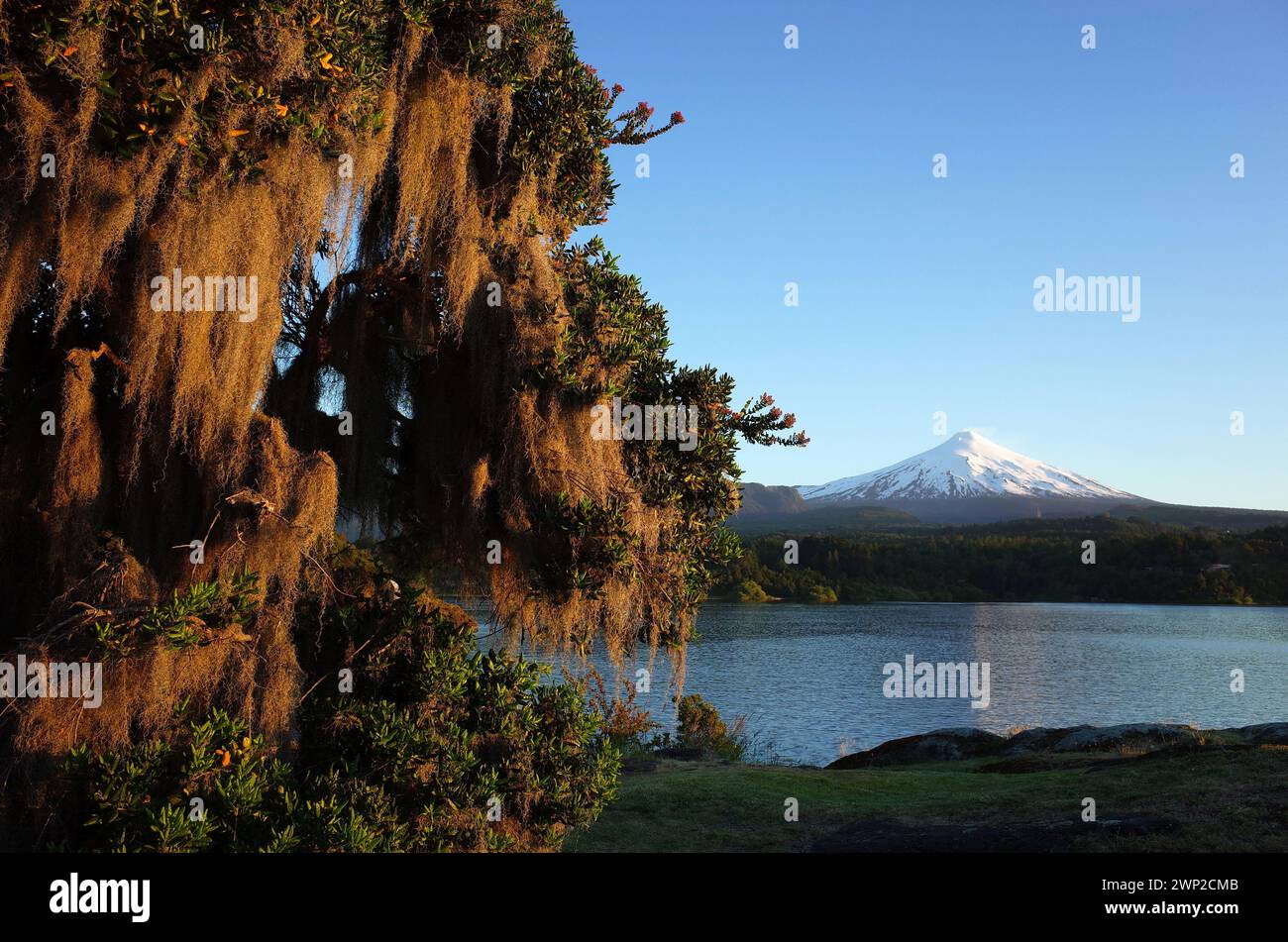 Nature of Chile, Pucon, Spanish moss hanging from tree, Snowy cone of ...