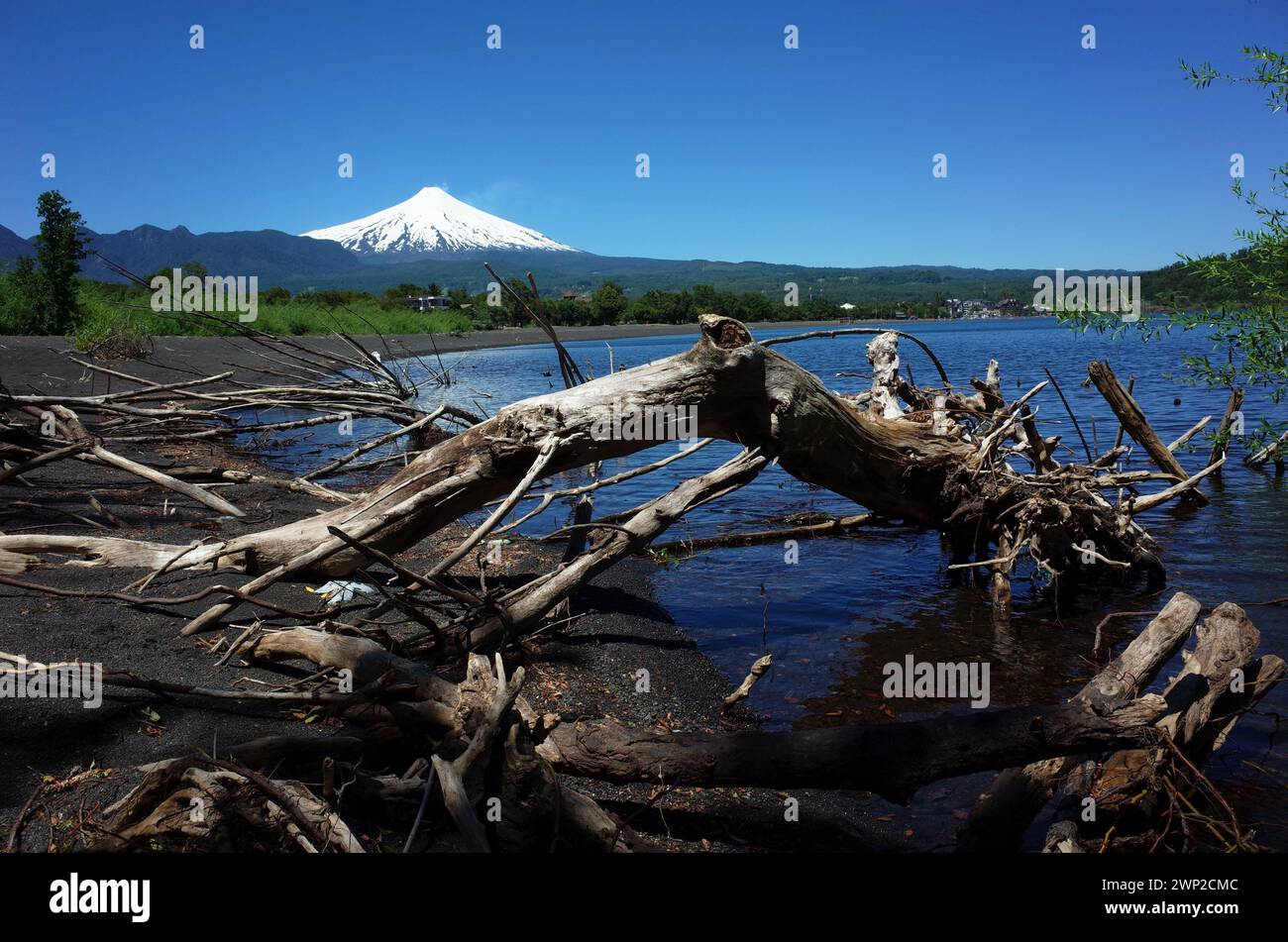 Trunks of fallen dead trees in water of lake Villarrica and black ...