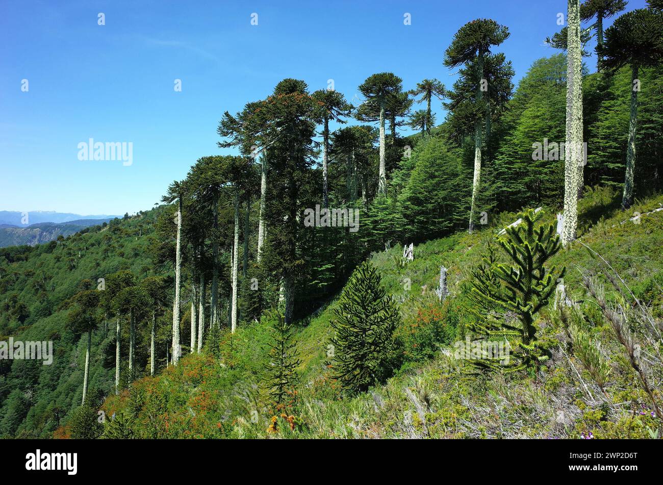 Araucaria araucana forest (Monkey puzzle trees) on mountain slope in ...