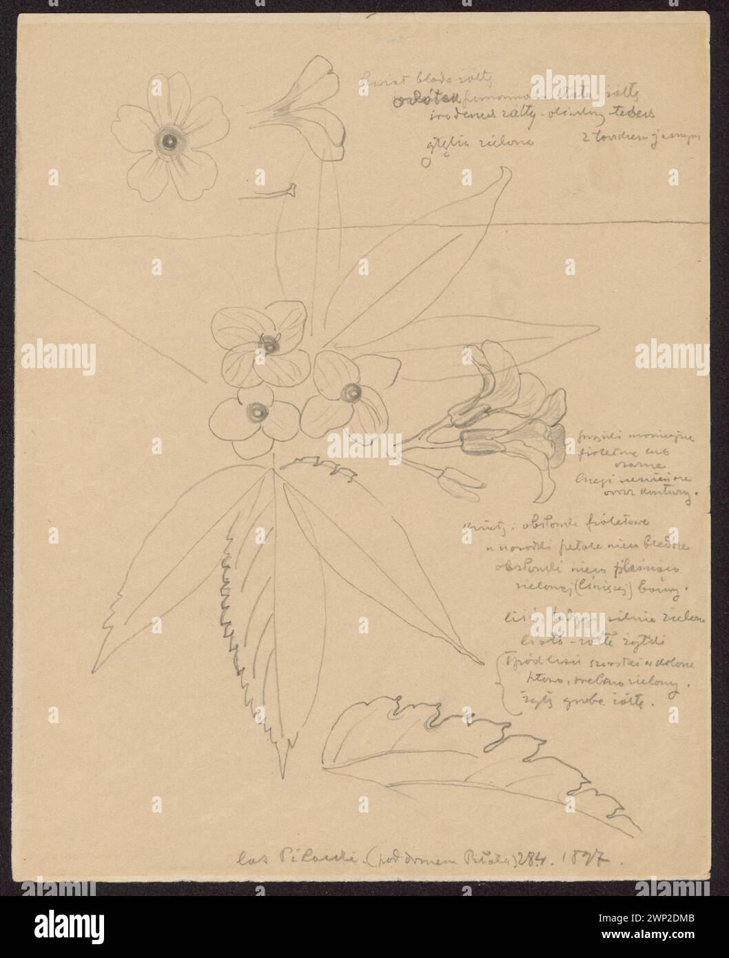 O system hi-res stock photography and images - Alamy