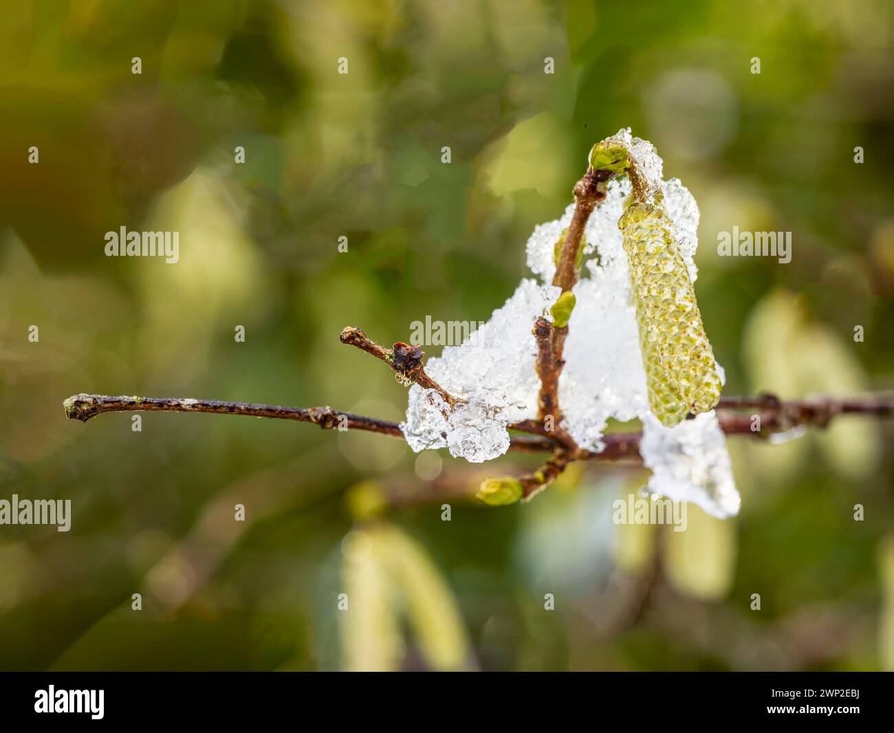 Natural environmental patterns close up still life of Catkin incased in ...
