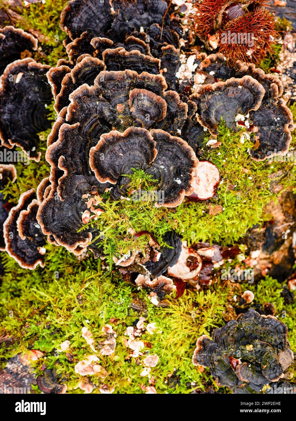 Close up high resolution Natural patterns of black fungi amongst green ...