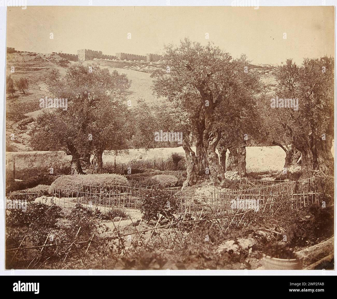 Gethsemani "[Jerusalem. Olive garden]; Robertson, James (1813-1888 ...