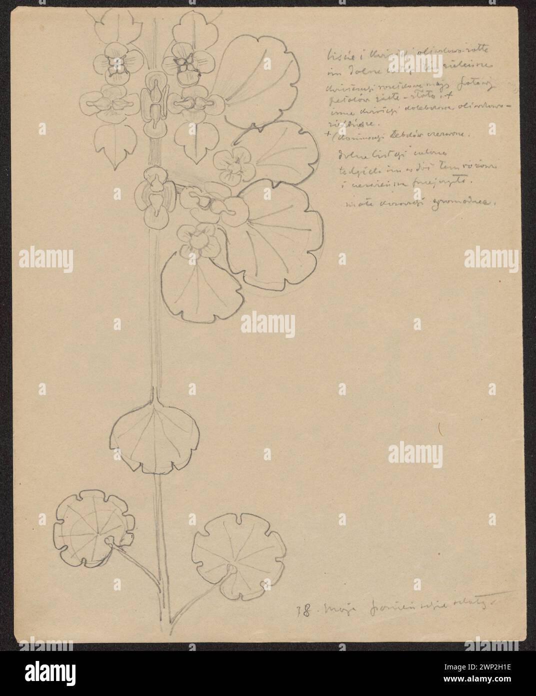 Fundusz kultury narodowej im jozefa pilsudskiego 1928 1939 kolekcja hi ...