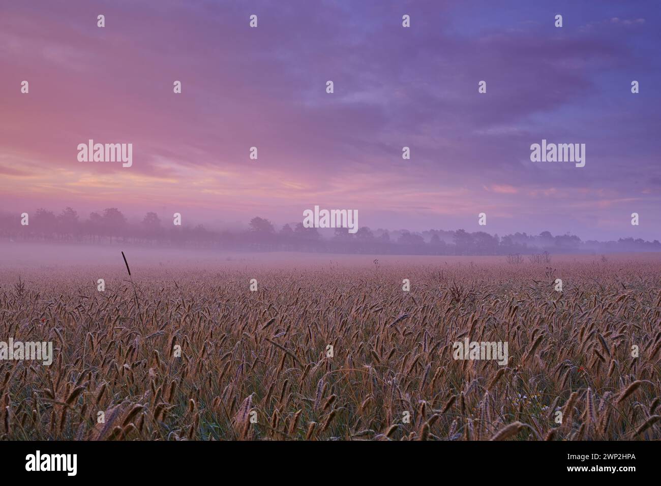 Cloudy, wheat or field for dramatic dusk scenery in mysterious, meadow ...