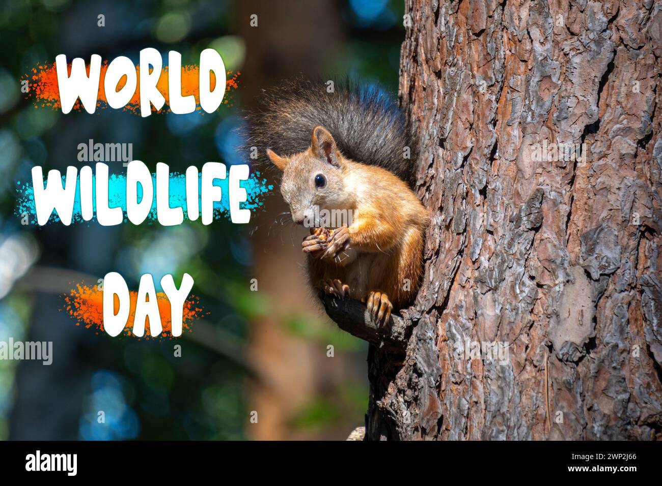 Celebrating World Wildlife Day With a Squirrel in a Majestic Forest ...
