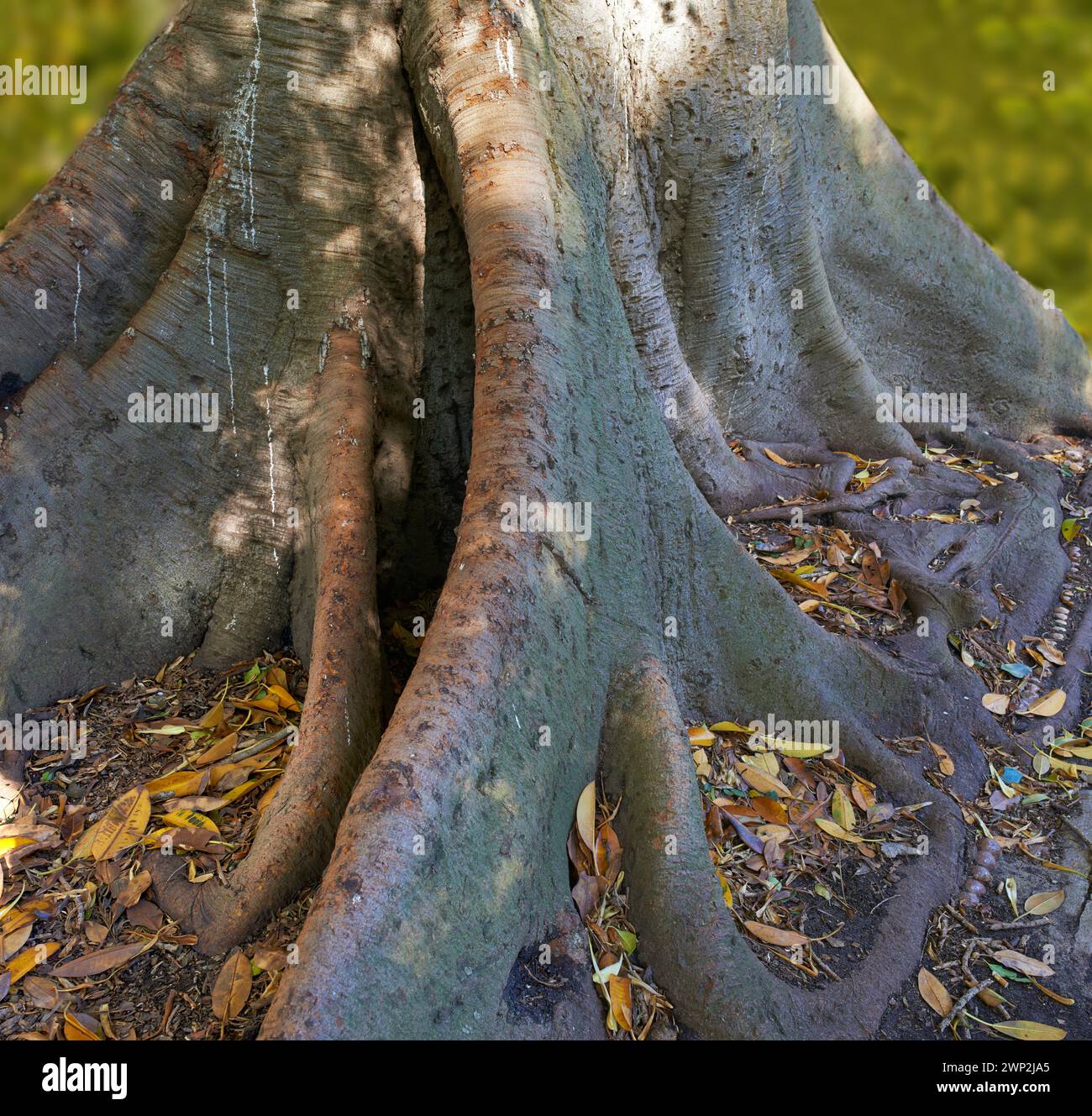 Tree, autumn and leaves in outdoor, root and trunk for environment and ...