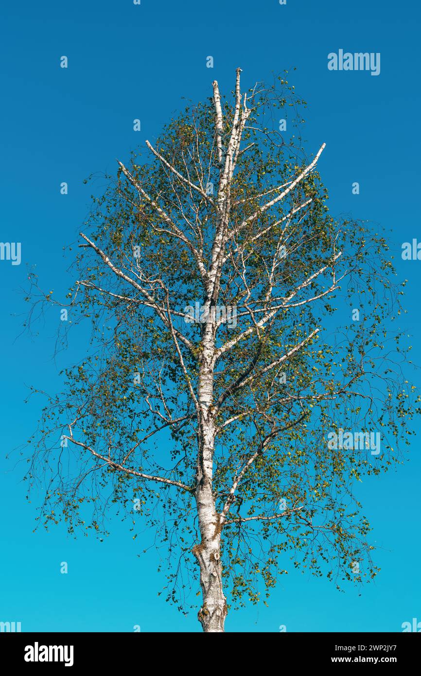 Tree topping hi-res stock photography and images - Alamy