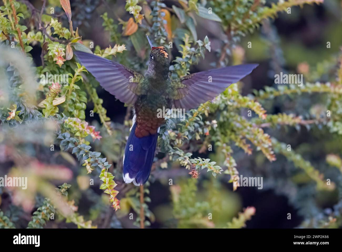 Rainbow hummingbird hi-res stock photography and images - Alamy