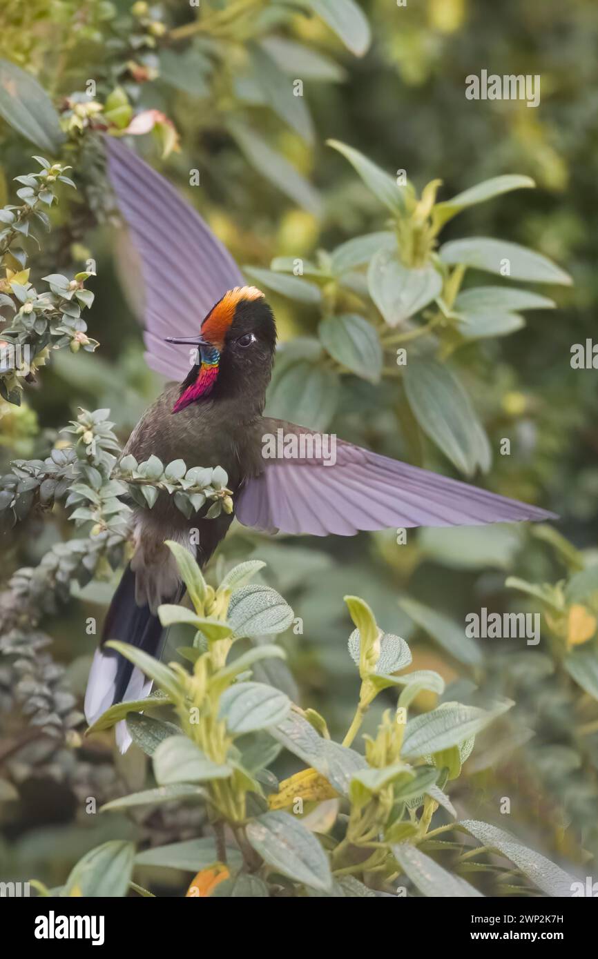 Rainbow hummingbird hi-res stock photography and images - Alamy