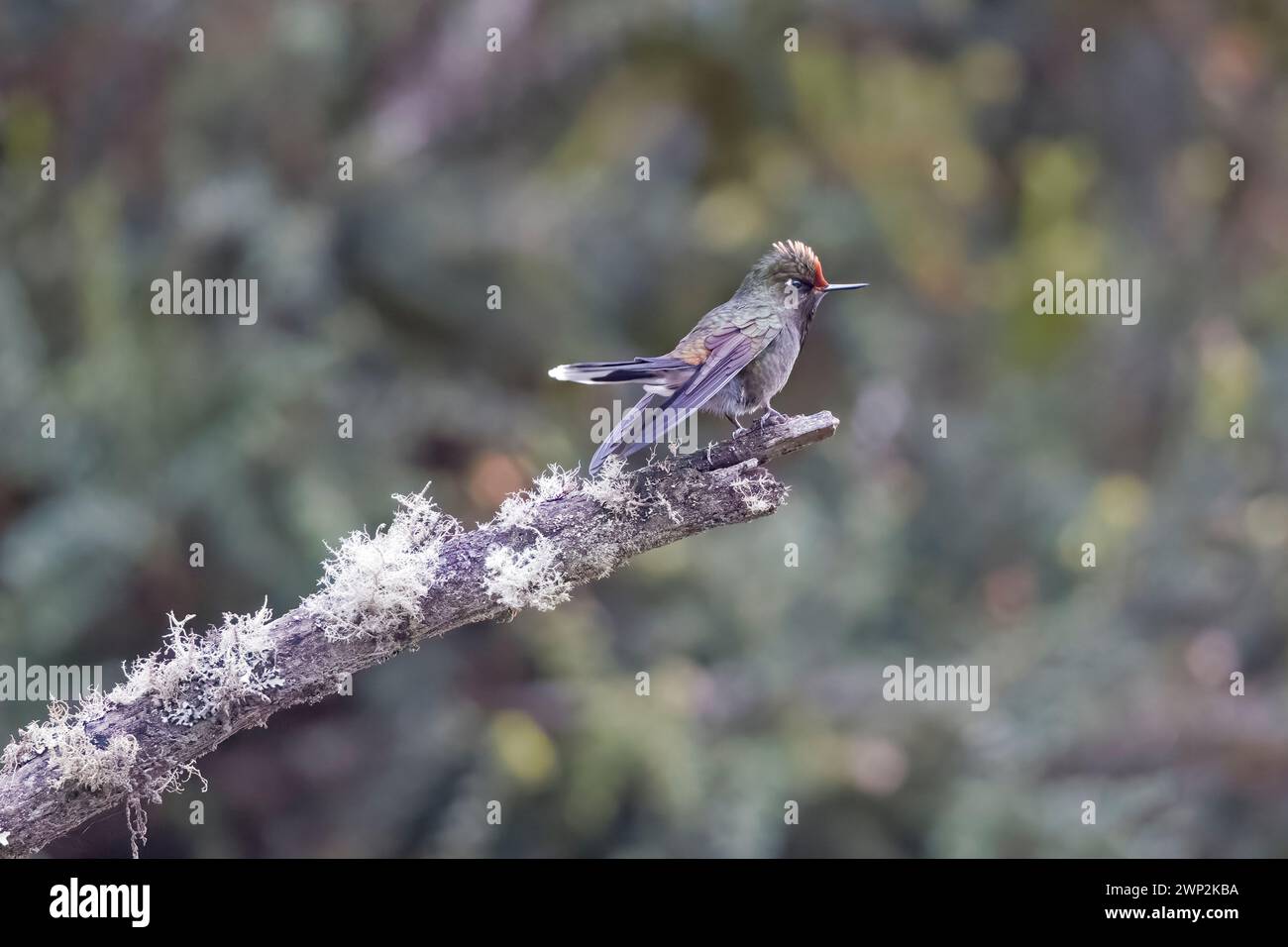 Rainbow hummingbird hi-res stock photography and images - Alamy