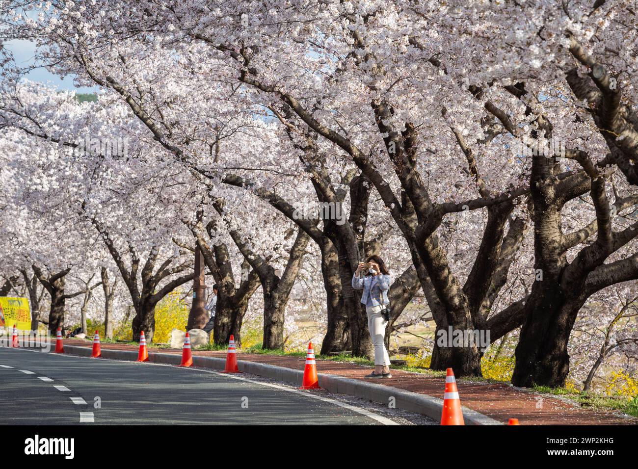 Beautiful rows of cherry trees along the roadside and cherry blossoms ...