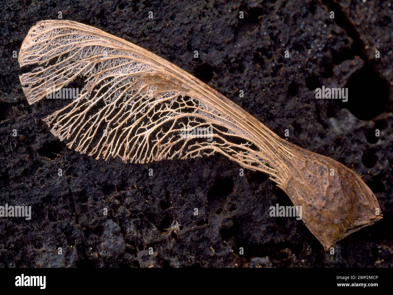 Sycamore (Acer pseudoplatanus) decayed remains of sycamore key (seed ...
