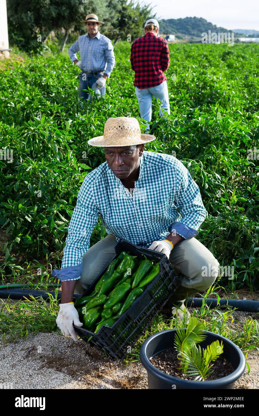 African american man demonstrates box with crop of ripe bell peppers in ...