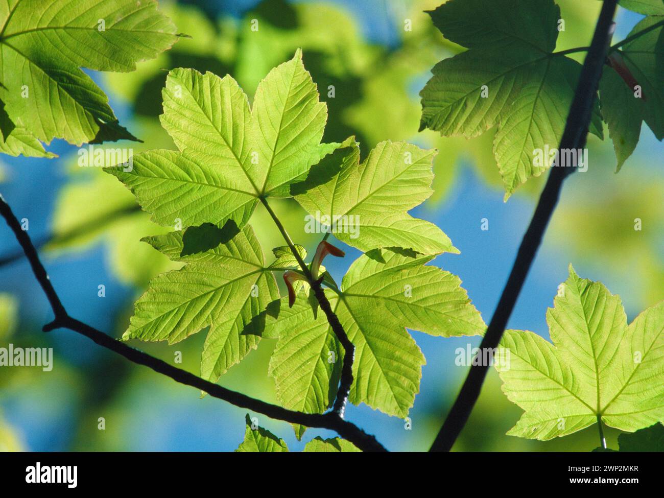 Sycamore (Acer pseudoplatanus) section of canopy showing mosaic of ...
