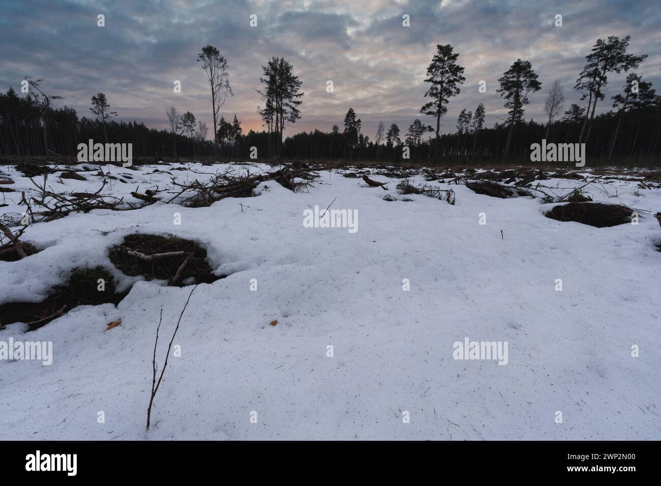 Forest landscape in early spring in the forest of Estonia, cutting down ...