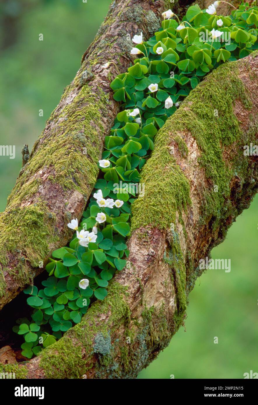 Wood Sorrel (Oxalis acetosella) growing on sessile oak tree, RSPB ...