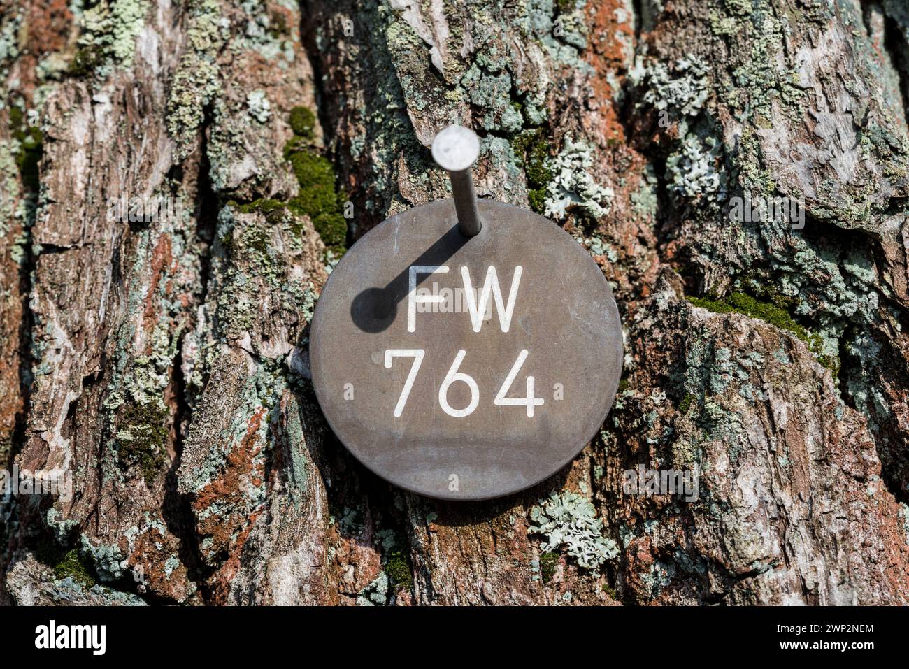 Plaque oak tree hi-res stock photography and images - Alamy