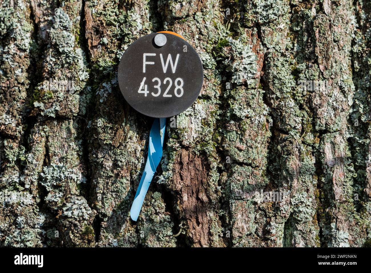 Plaque at an oak tree, natural burial grave site, Friedwald ...