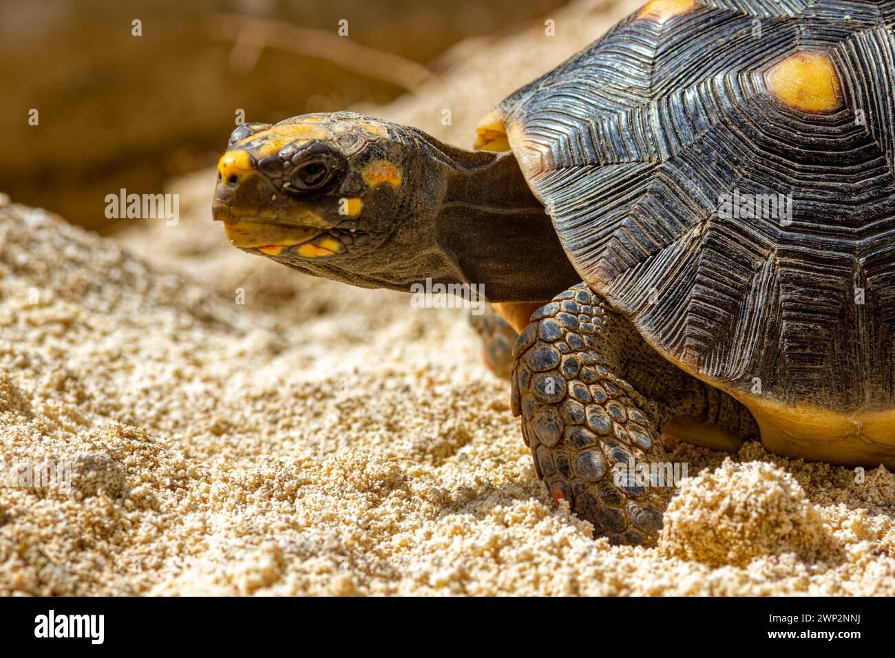 Close up Portrait Detail of Land Turtle (Geochelone Carbonaria) also ...