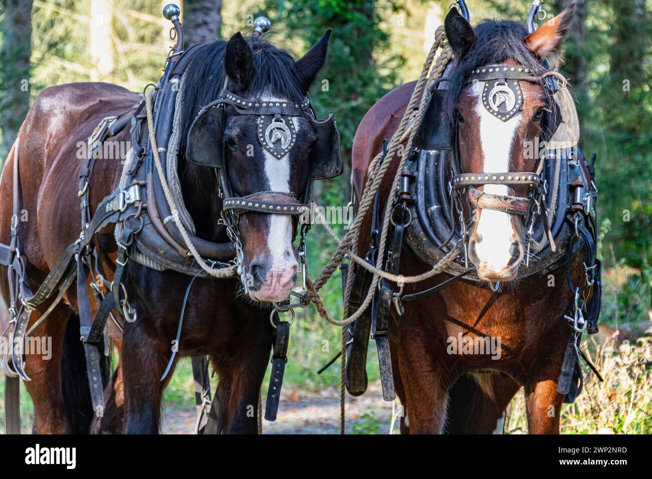 Two, Working, Heavy Horses in a Pine Forestry Plantation Walking ...