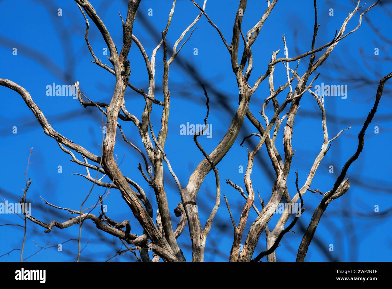 Old oak trees, natural burial grave site, Friedwald, Reinhardswald ...