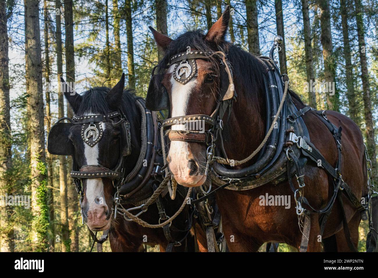 Two, Working, Heavy Horses in a Pine Forestry Plantation Walking ...