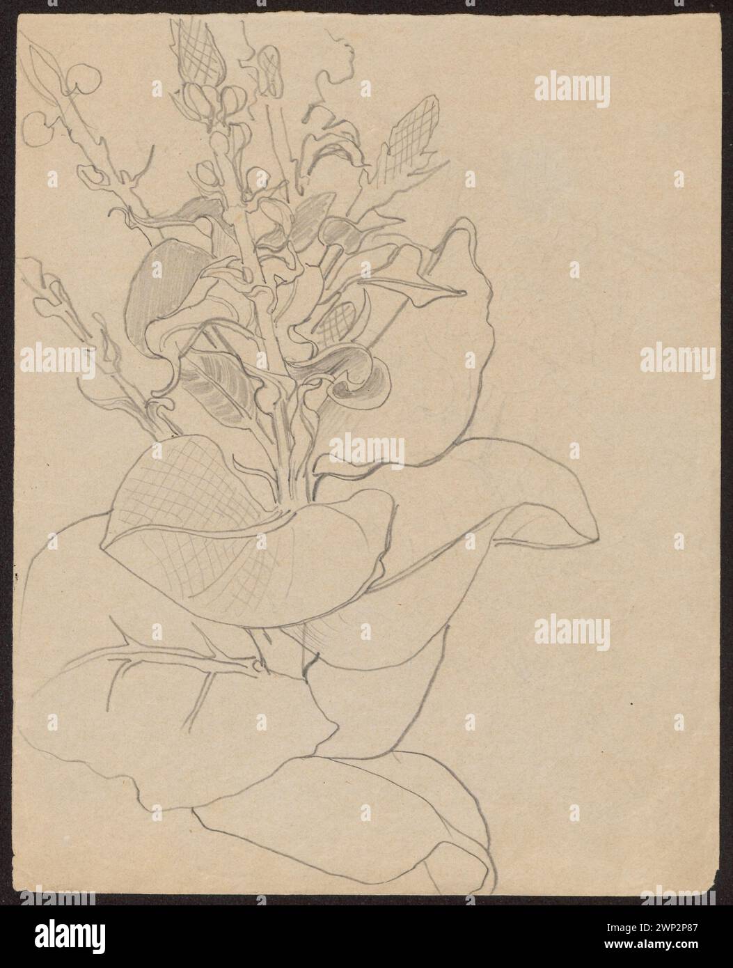 Fundusz kultury narodowej im jozefa pilsudskiego 1928 1939 hi-res stock ...