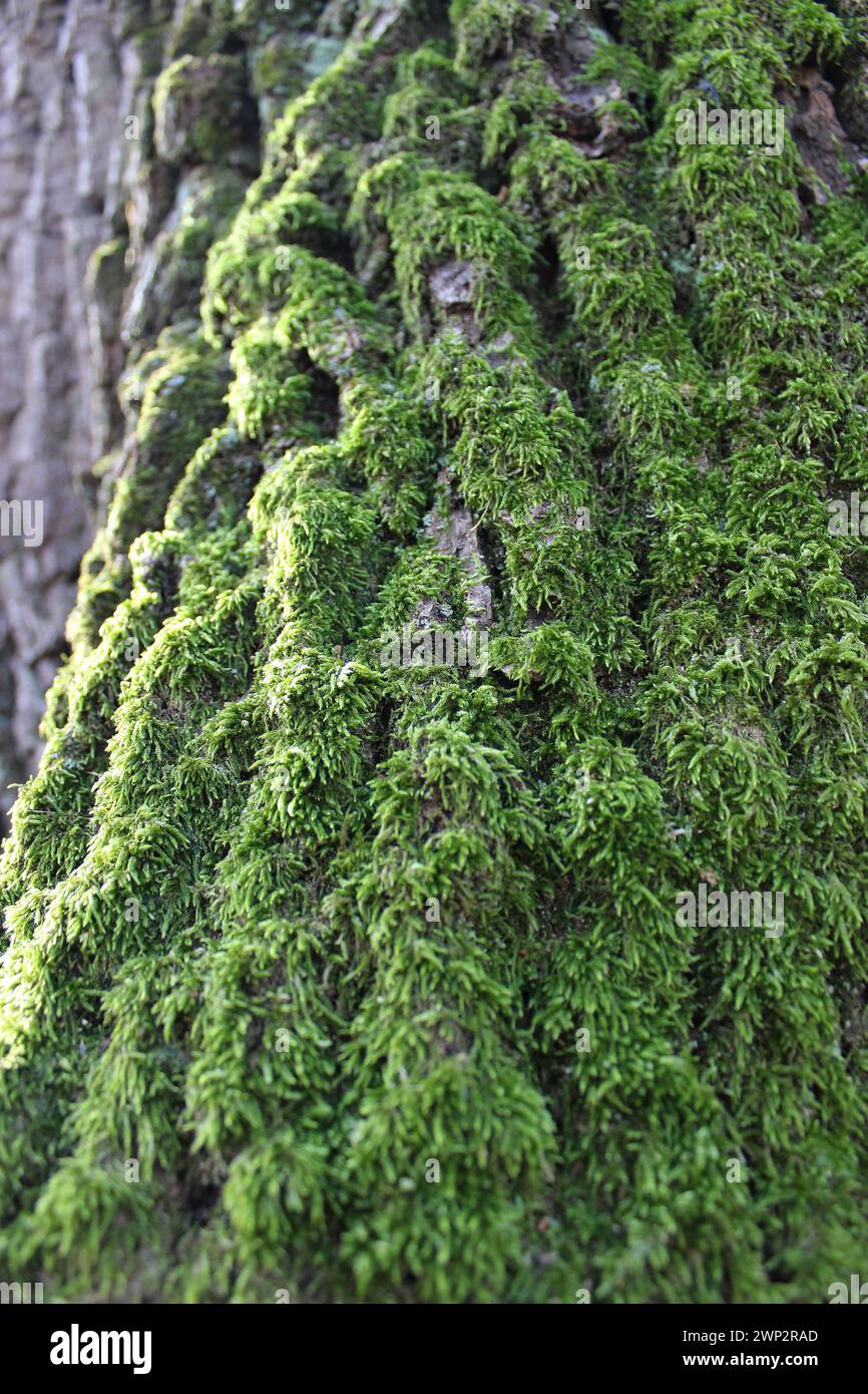 Vertical stock hi-res stock photography and images - Alamy