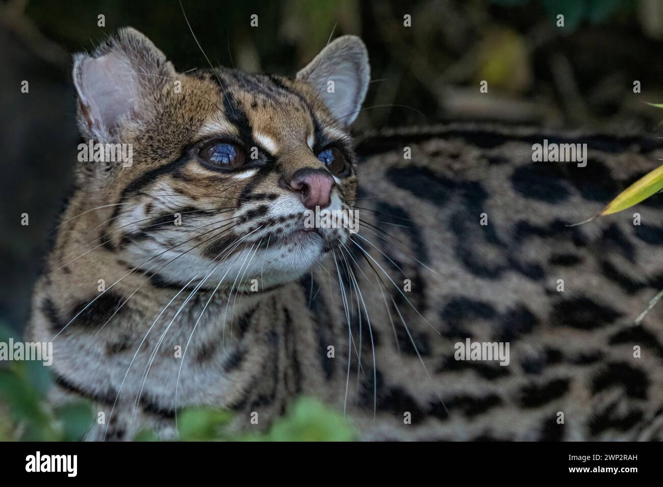 Margay hi-res stock photography and images - Alamy