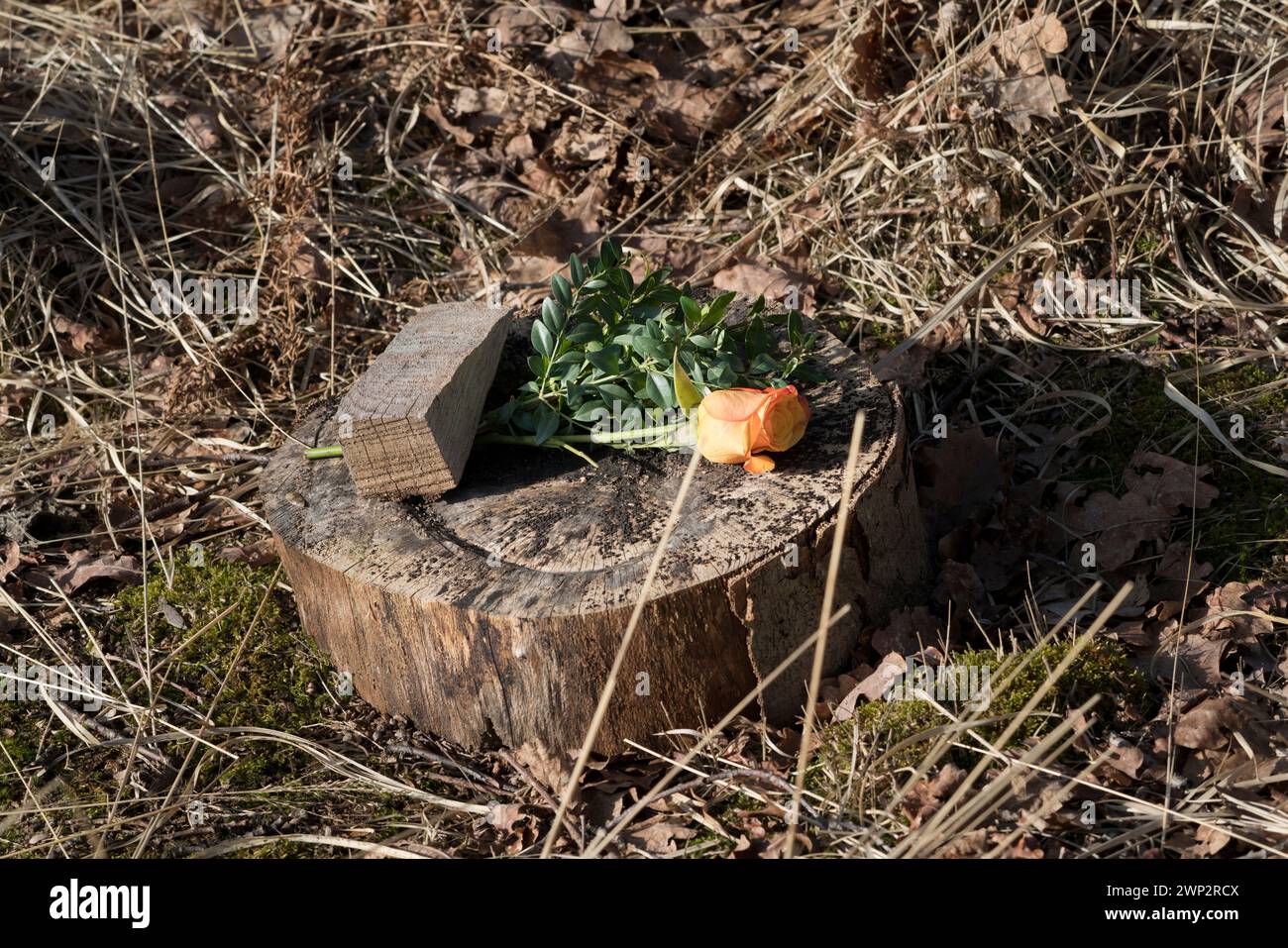 Flowers on the ground, natural burial grave site, Friedwald ...