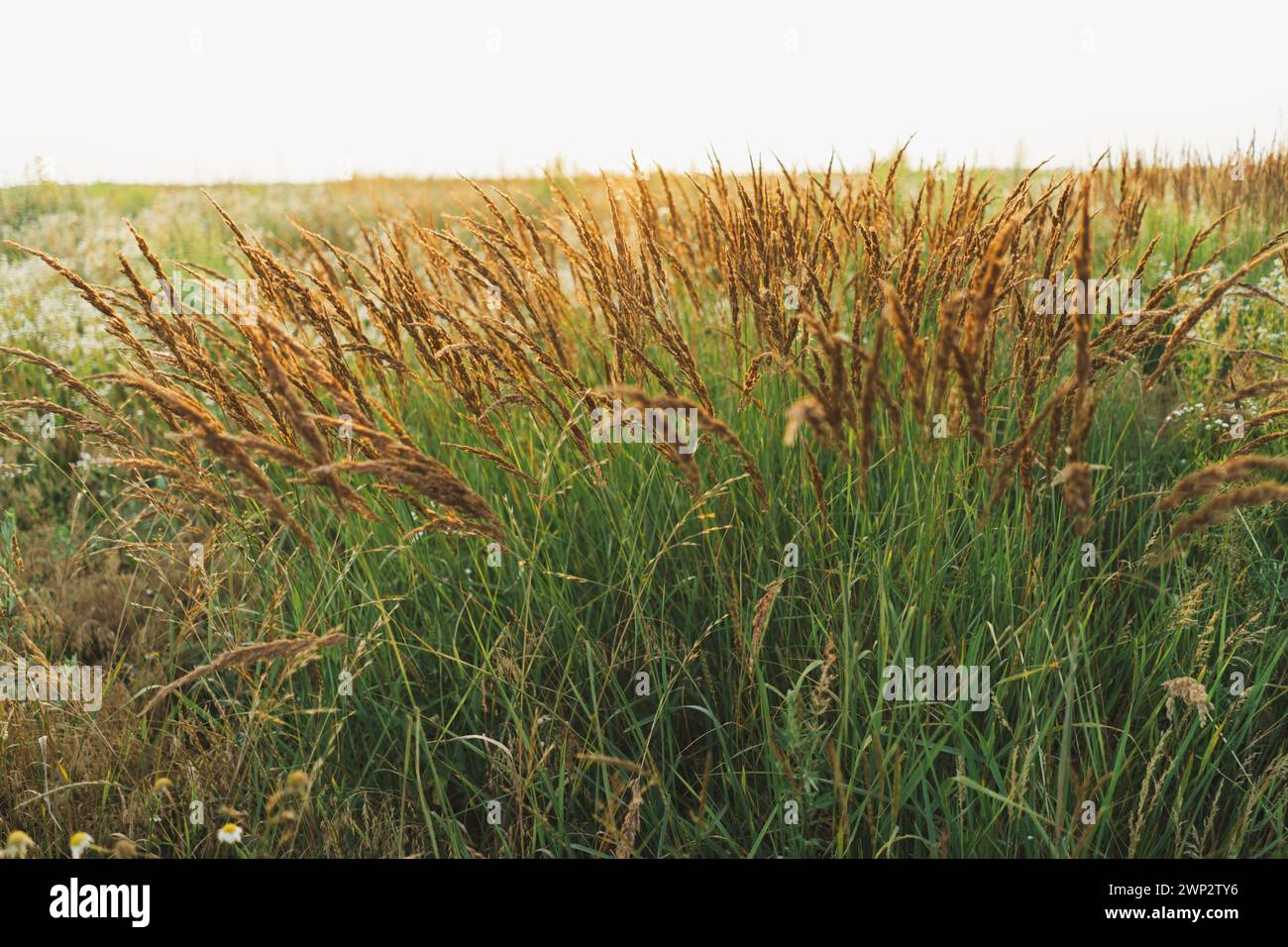 Ornamental grasses. Beautiful Karl Foerster Feather Reed Grass ...