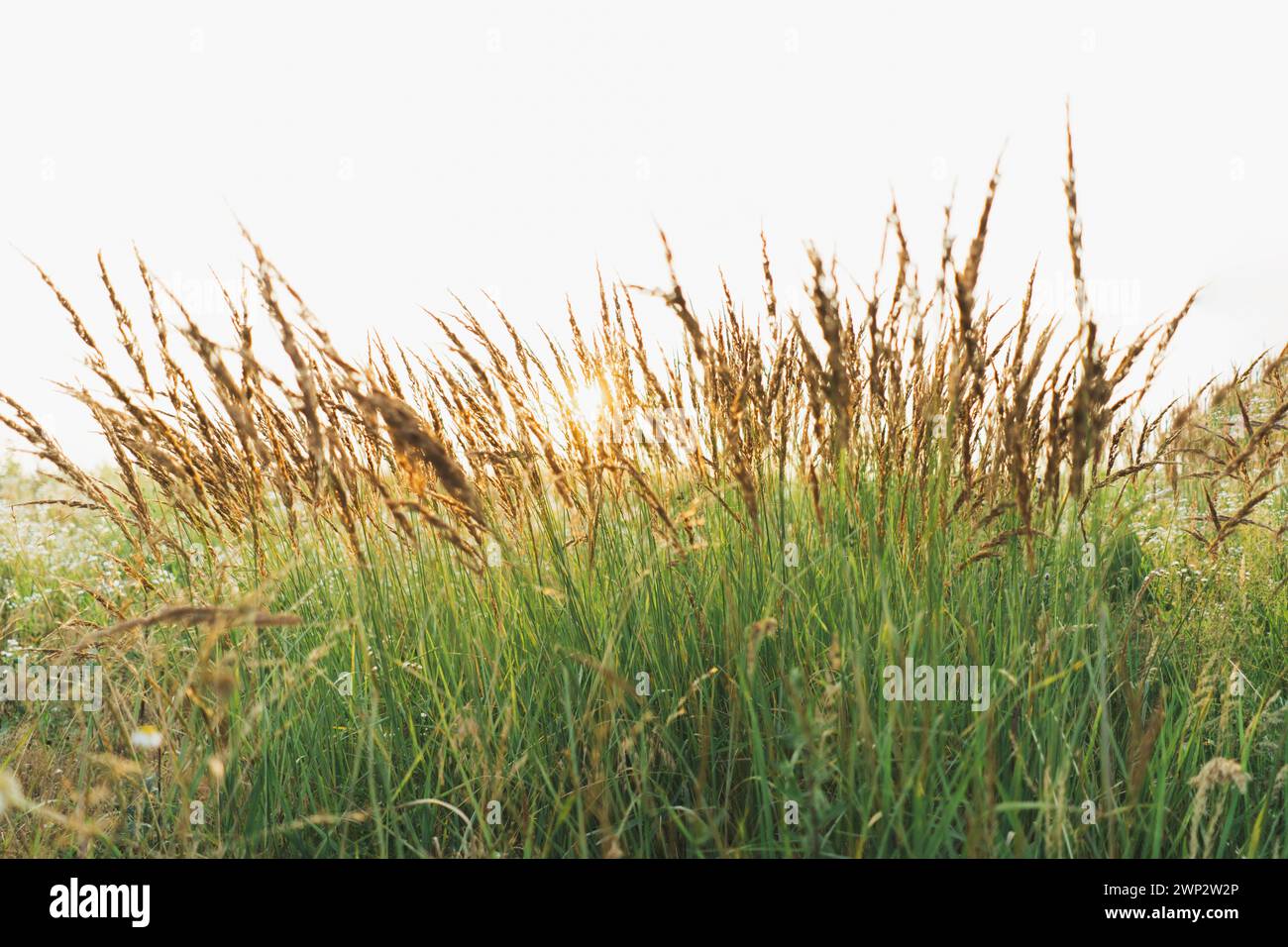 Ornamental grasses. Beautiful Karl Foerster Feather Reed Grass Stock ...