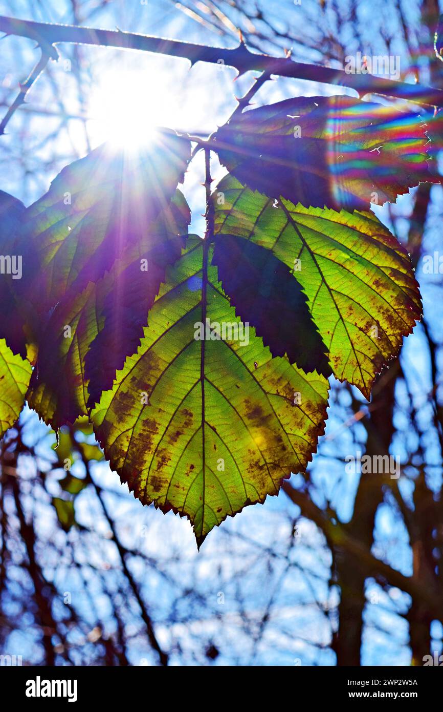 Sun shining through the leaves Stock Photo - Alamy