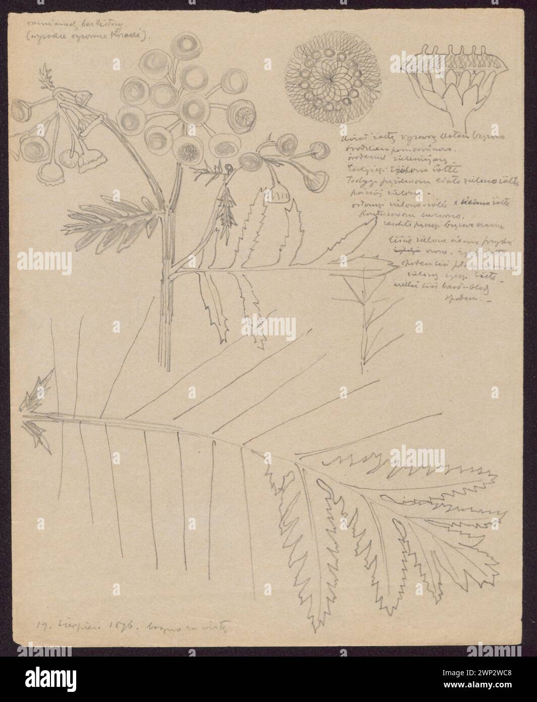 Botanical and figurative study by Stanisław Wyspiański on 19 August ...