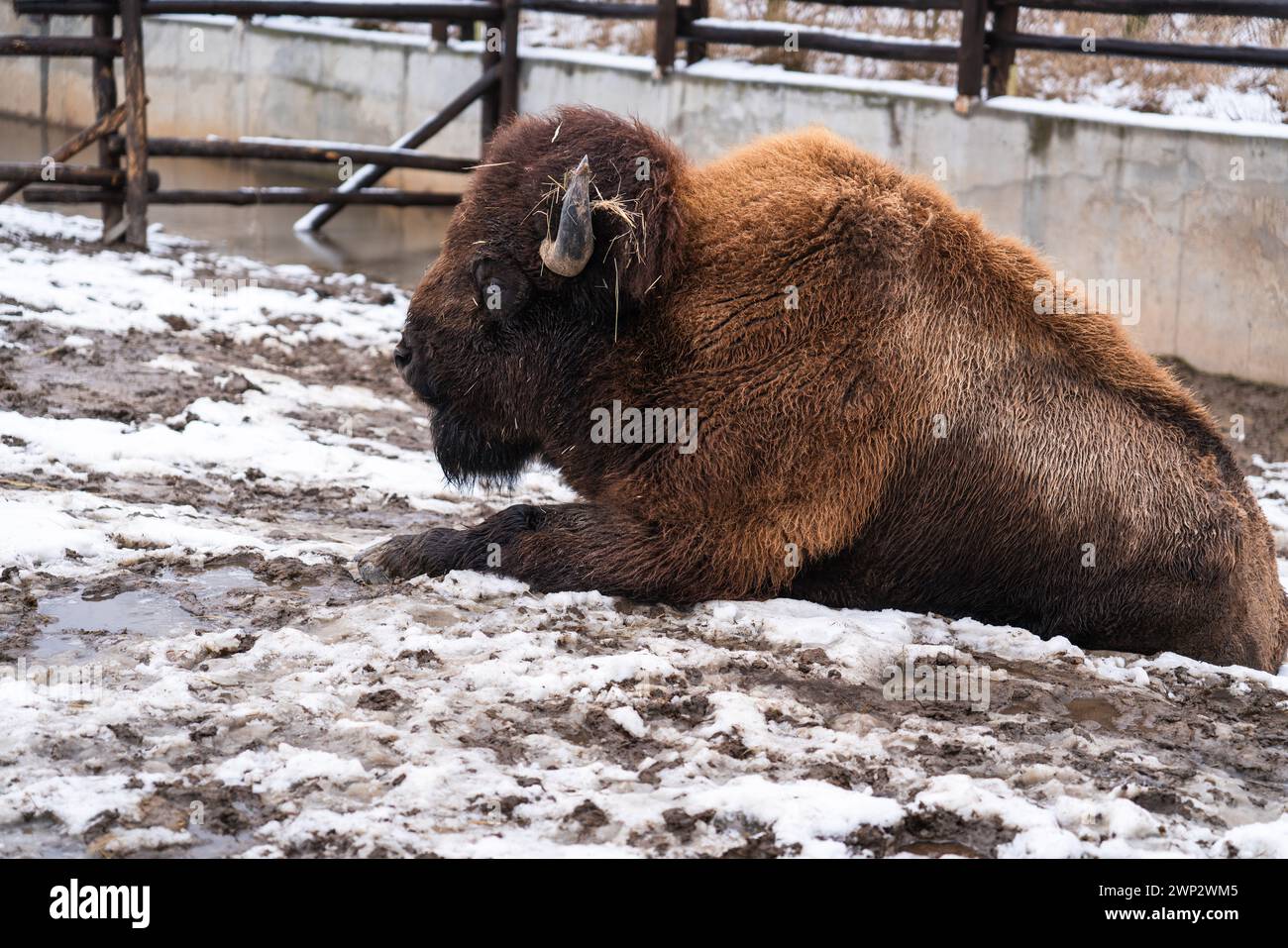Ukrainian fauna hi-res stock photography and images - Alamy