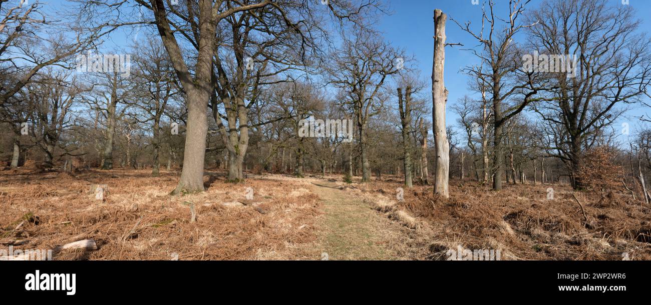 Oak forest natural burial hi-res stock photography and images - Alamy
