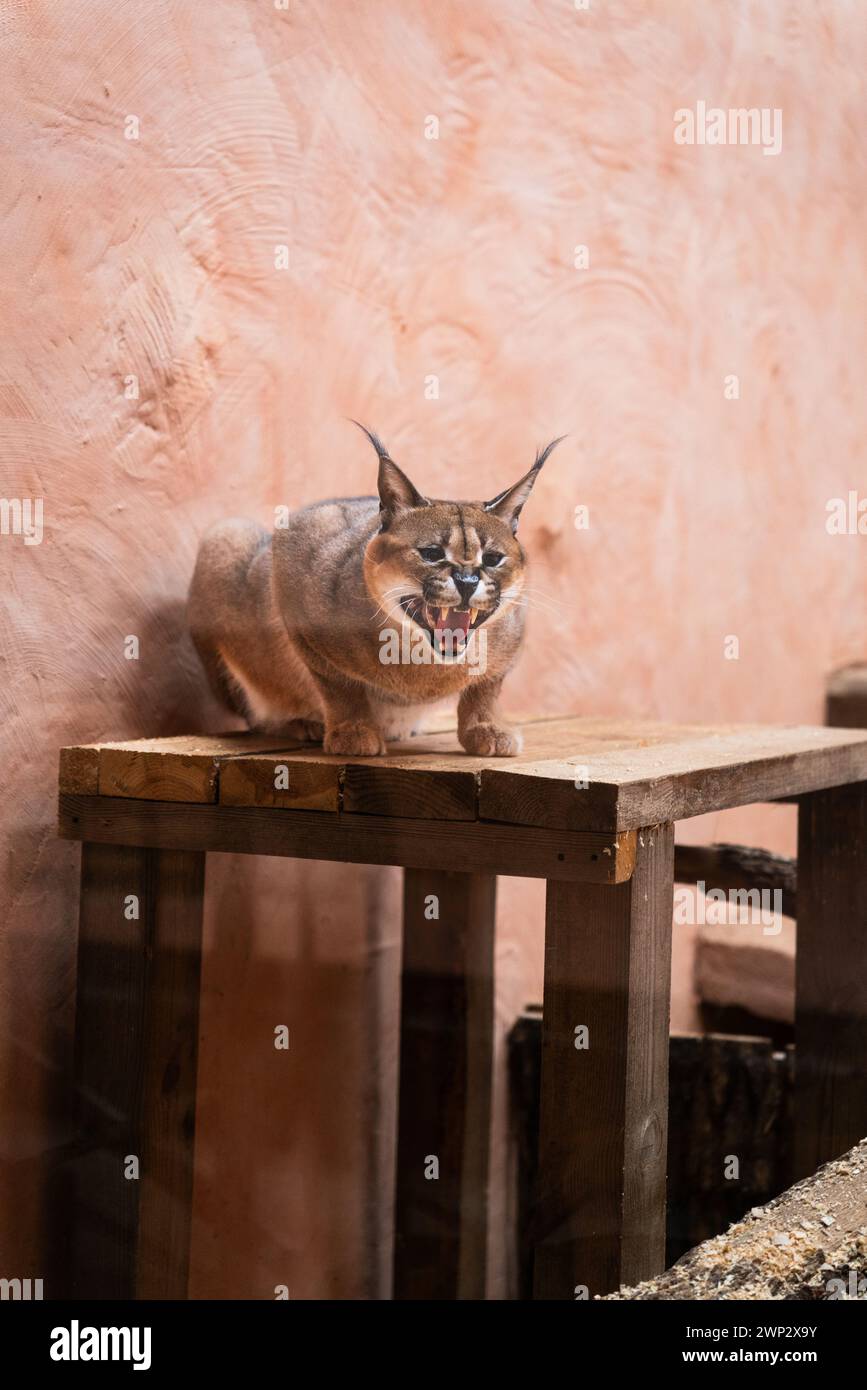 Angry lynx hi-res stock photography and images - Alamy