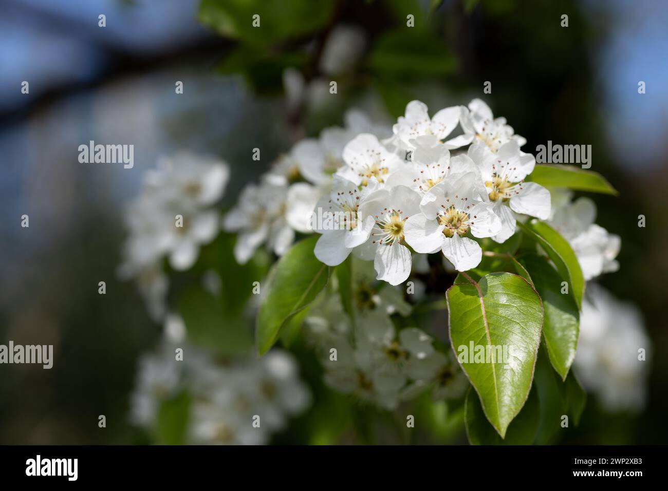 White flowering branch pear hi-res stock photography and images - Alamy