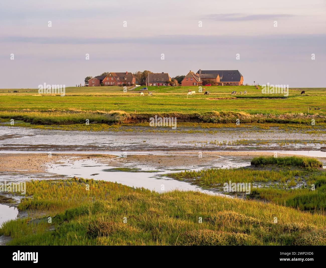 Ockelützwarft, warft on Hallig Hooge, North Frisia, Schleswig-Holstein ...