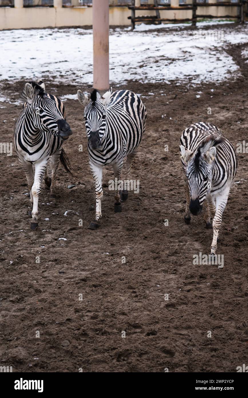 Close up zebra animal in Ukrainian zoo Stock Photo - Alamy