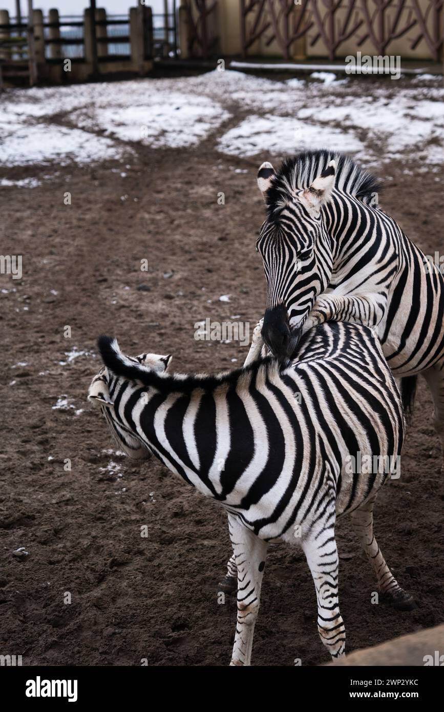 Ukrainian wild animals hi-res stock photography and images - Alamy