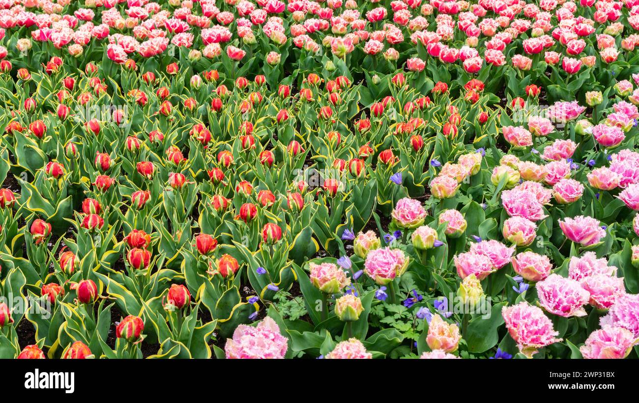 Rare varieties of tulips. Flower garden with beautiful varieties of tulips. Floral background ...