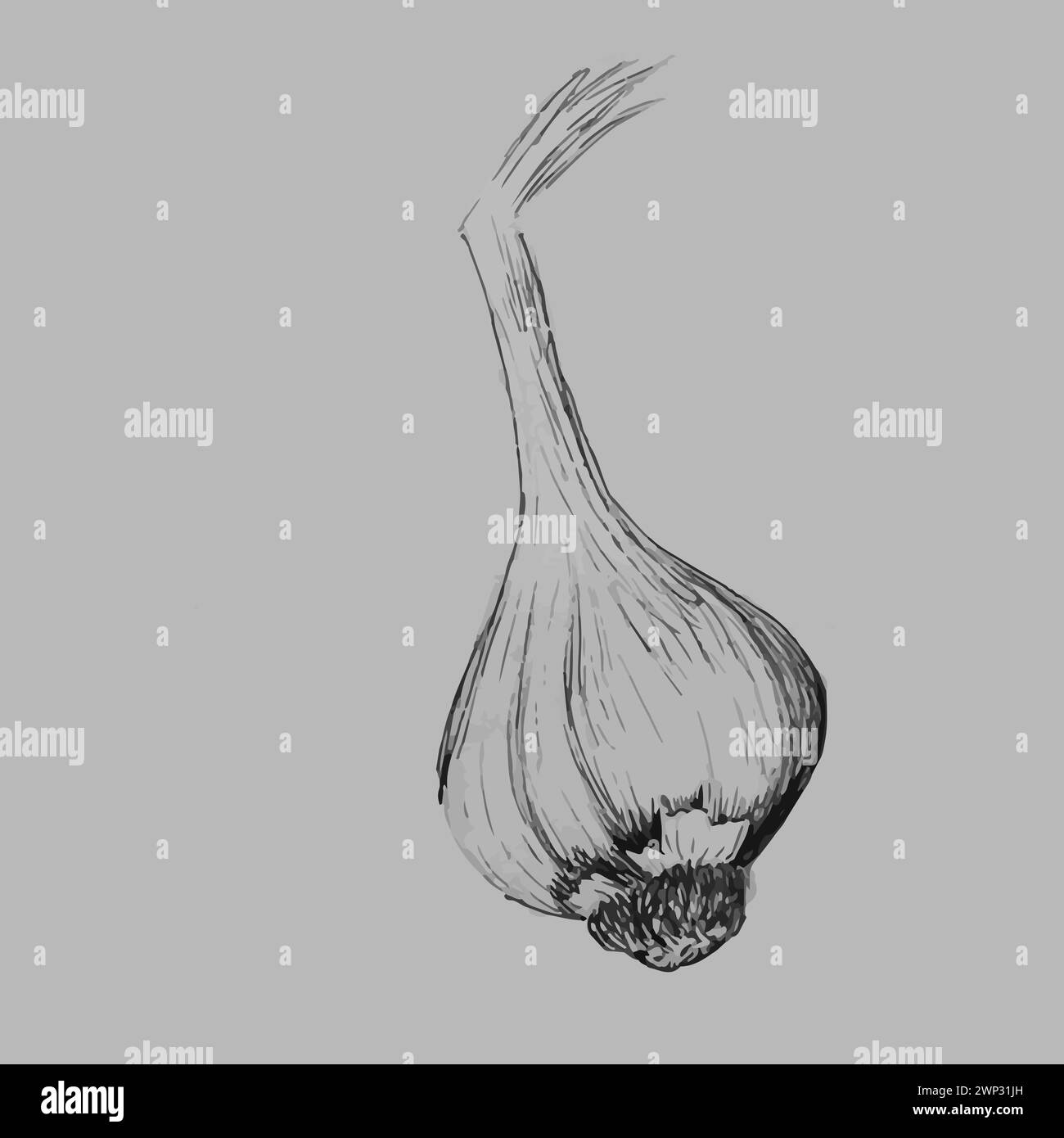 Garlic. Hand drawn vector illustration Stock Vector Image & Art - Alamy