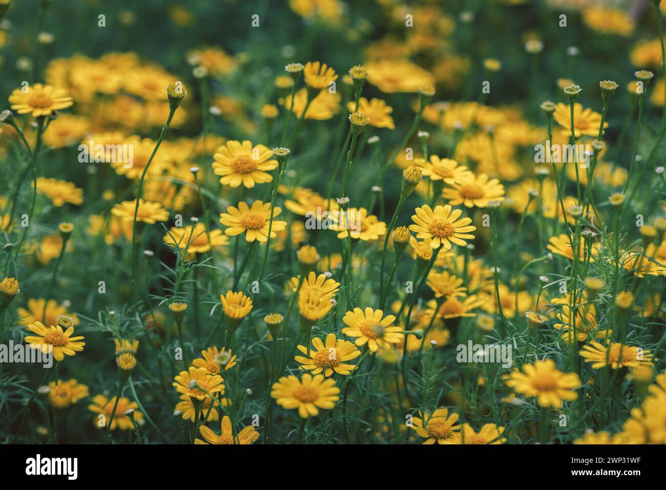 Dahlberg daisy flower in the garden, cute of yellow daisy flower on top ...