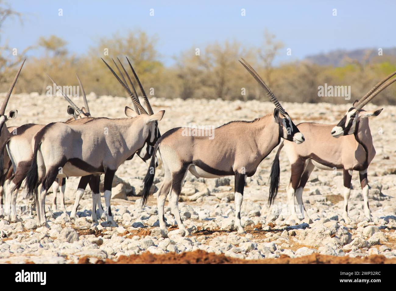 Group of Gemsbok Oryx standing on the dry dusty African Savannah in ...
