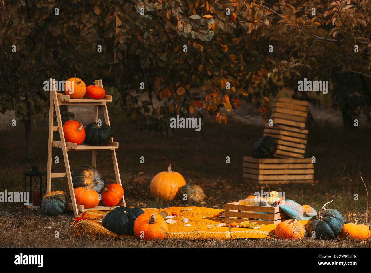 holiday setup with Pumpkins agricultural production on rustic country ...