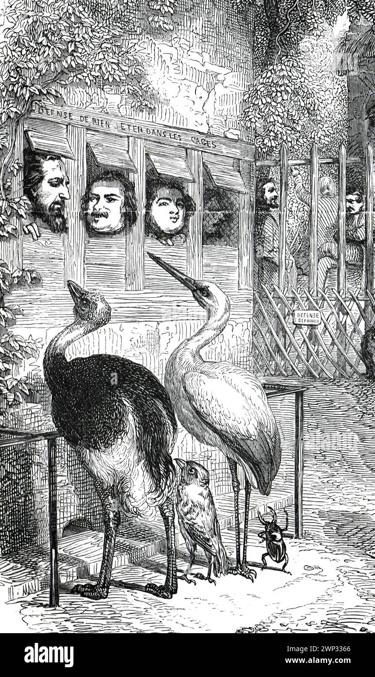 Anthropomorphic humanized animals. humanized birds.bird watching humans ...