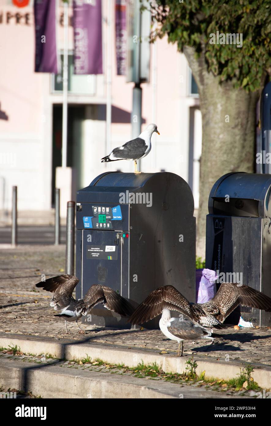 Seagulls and pigeons in a public trash can Stock Photo - Alamy