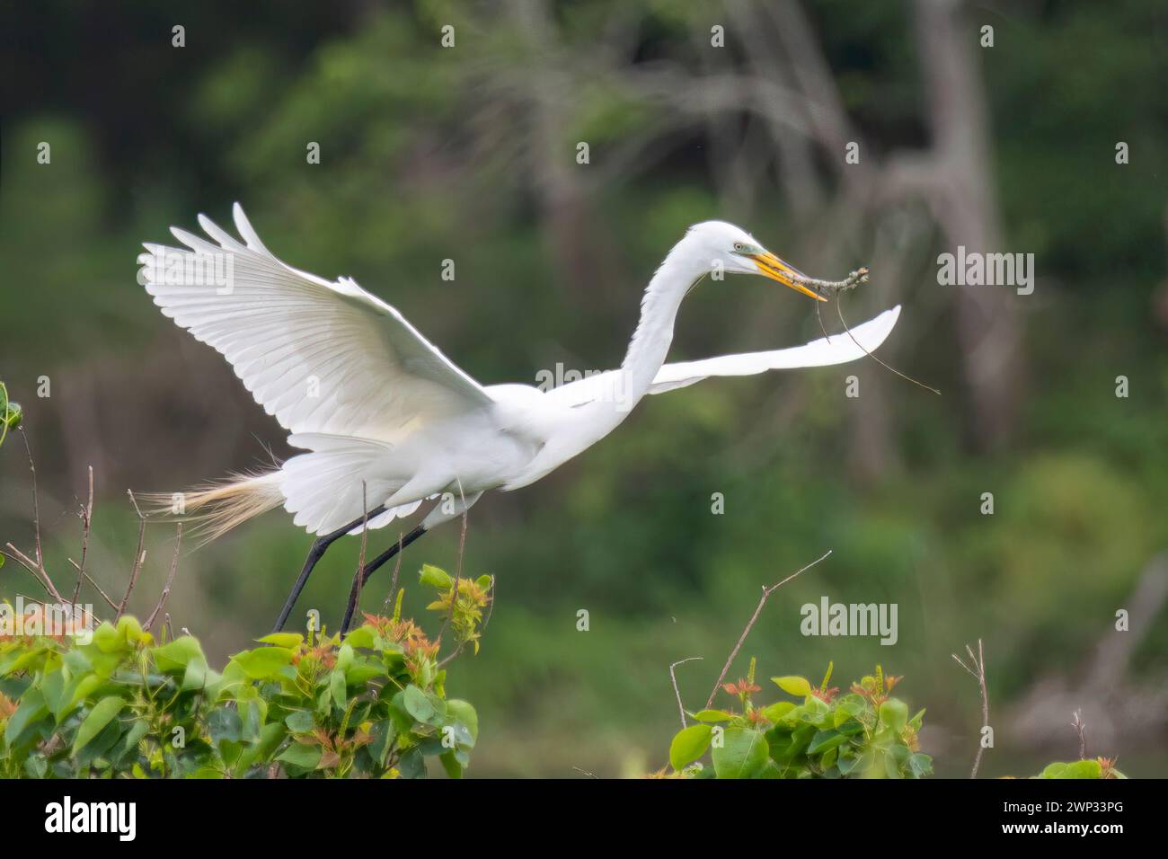 White long neck bird with yellow beak hi-res stock photography and ...
